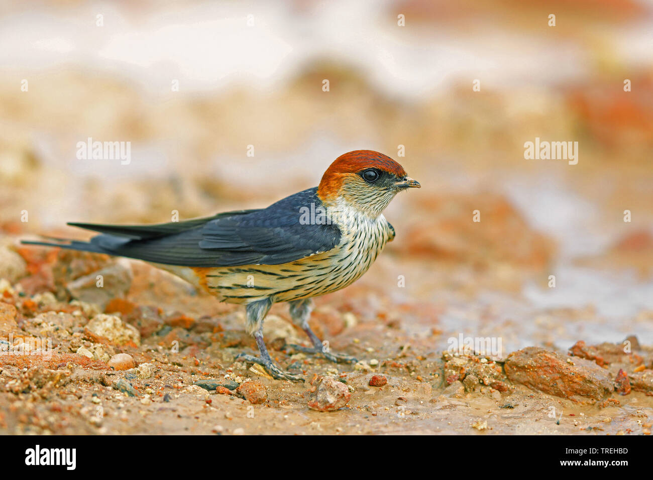 Striped birds hi-res stock photography and images - Alamy