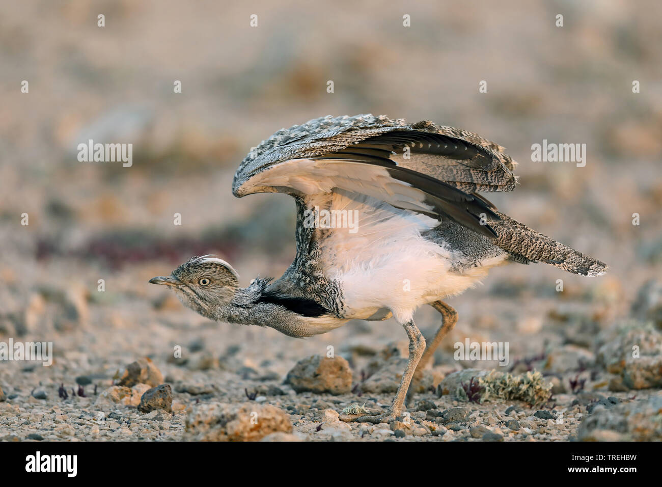 houbara bustard (Chlamydotis undulata), male lifting up wings in the ...