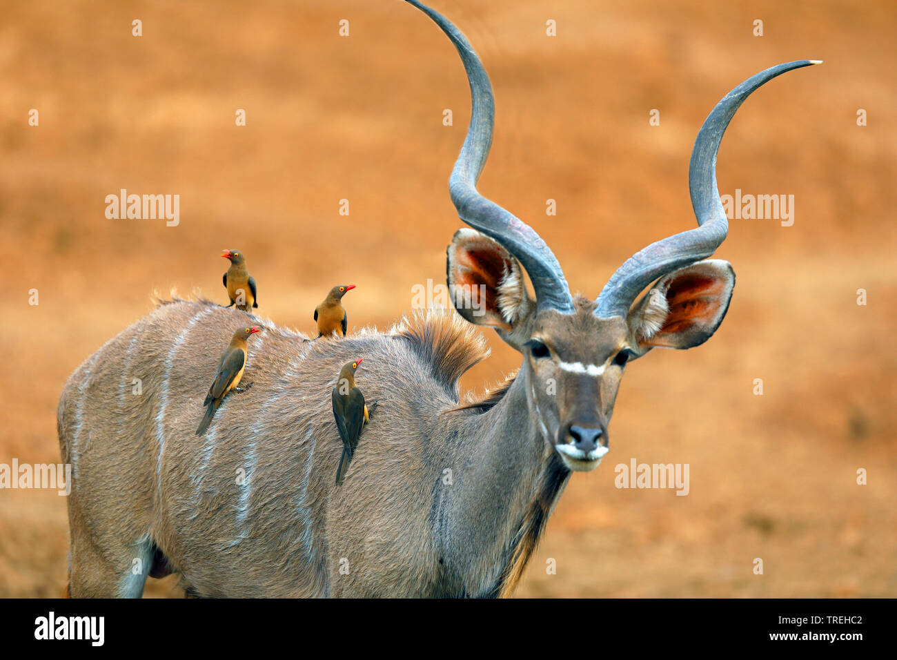 greater kudu (Tragelaphus strepsiceros), male with a troop red-billed ...