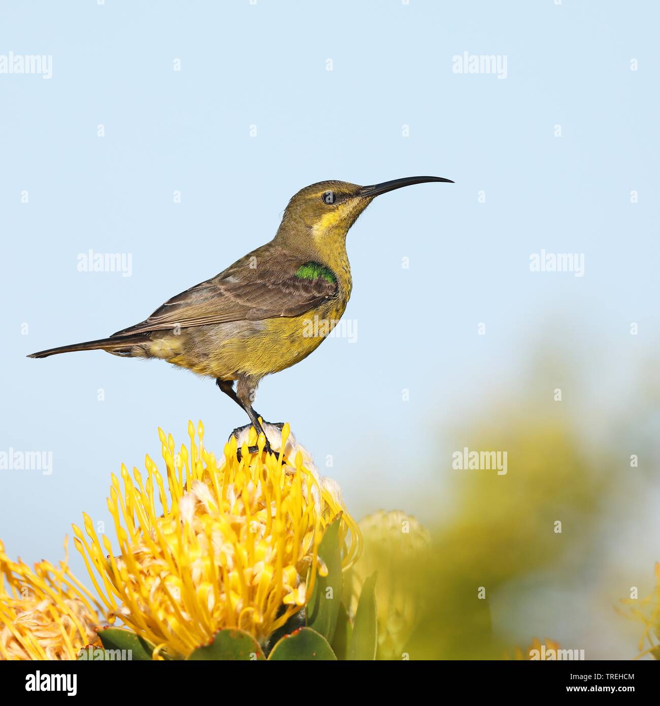 African sunbirds hi-res stock photography and images - Alamy