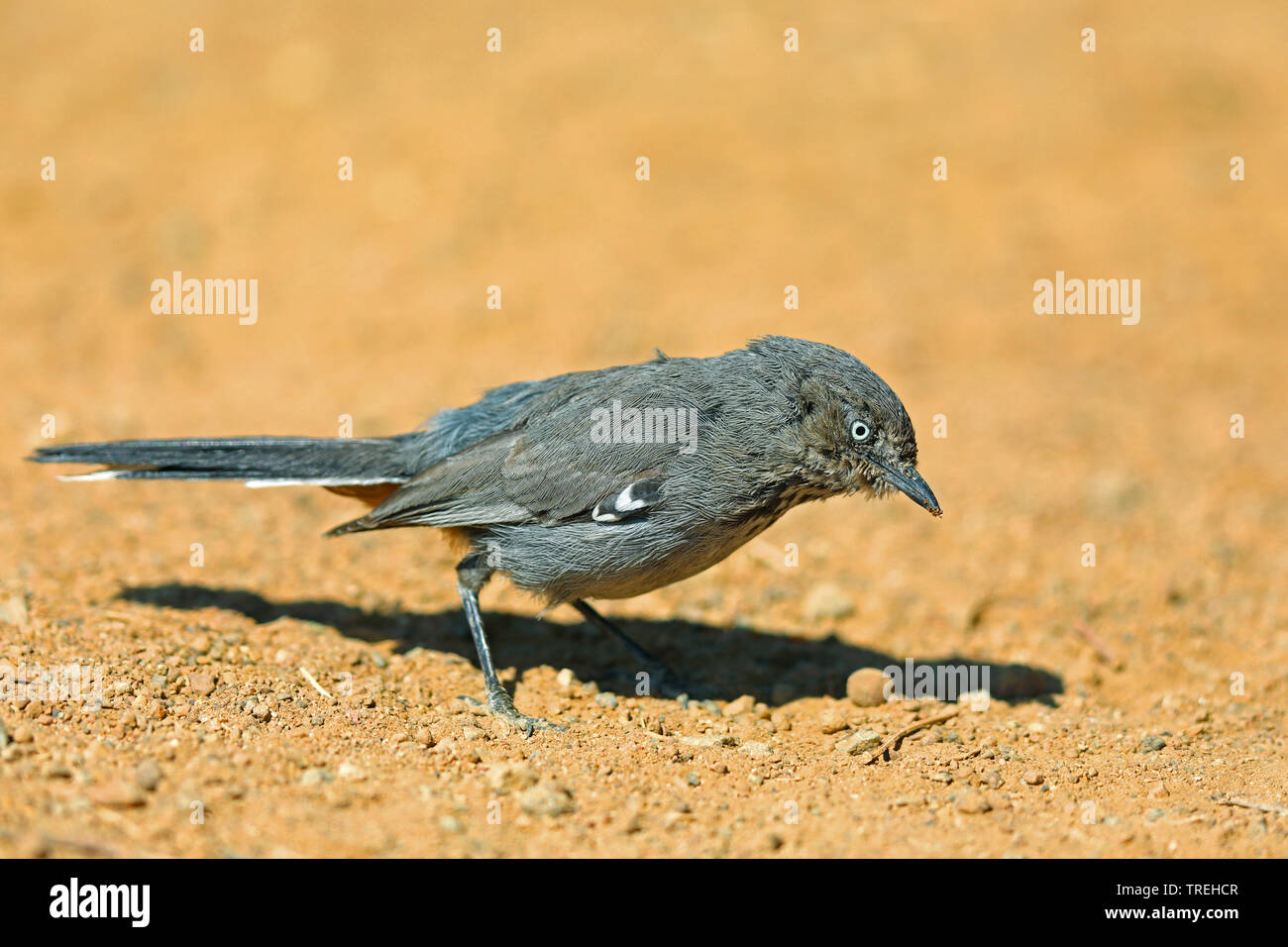 Chestnut-vented Warbler (Sylvia subcoerulea, Parisoma subcaeruleum ...