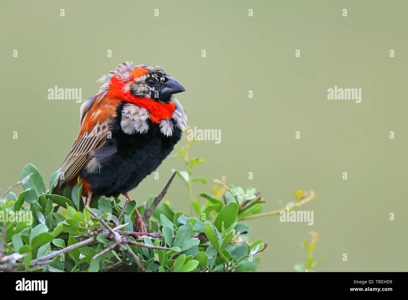 Molting bird hi-res stock photography and images - Alamy