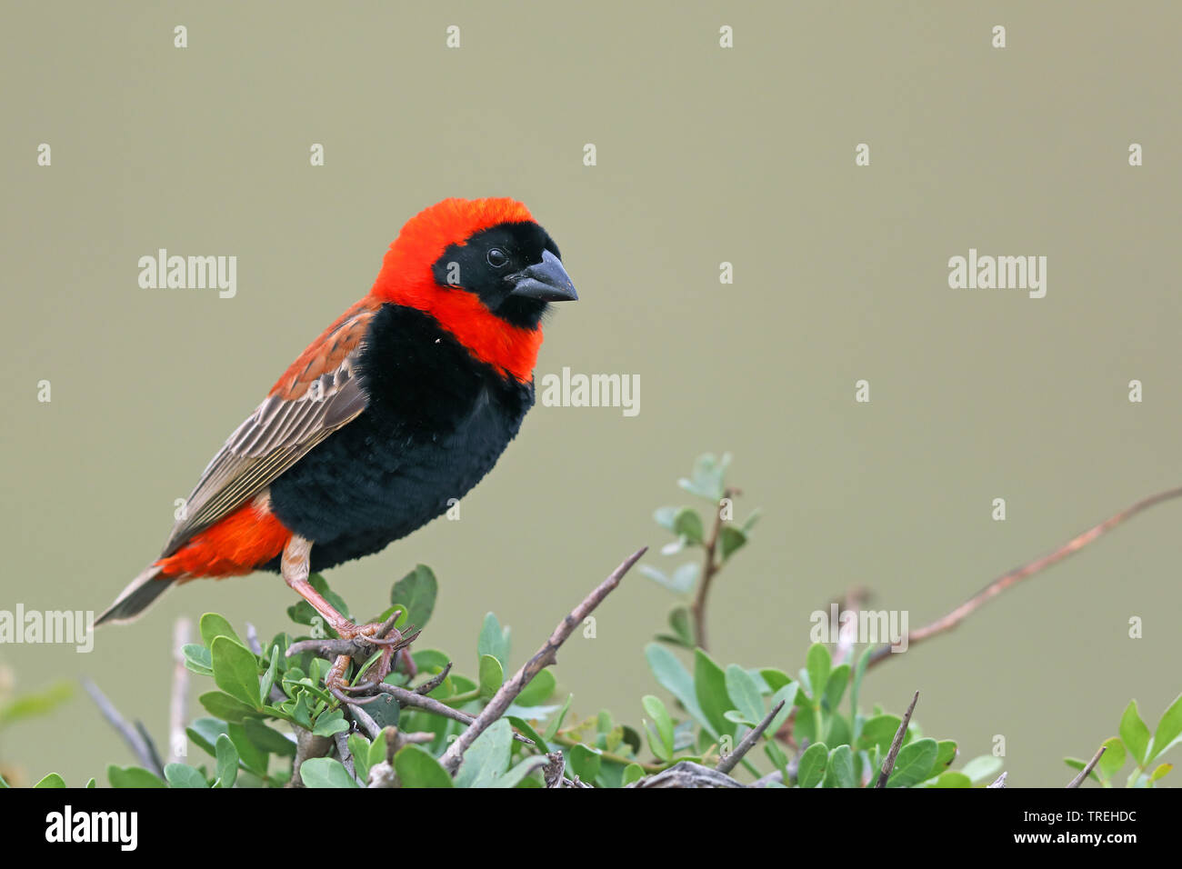 Red bishop bird hi-res stock photography and images - Alamy