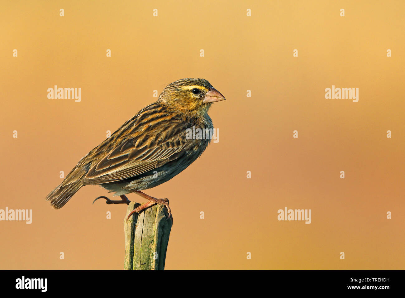 Southern red bishop bird hi-res stock photography and images - Alamy