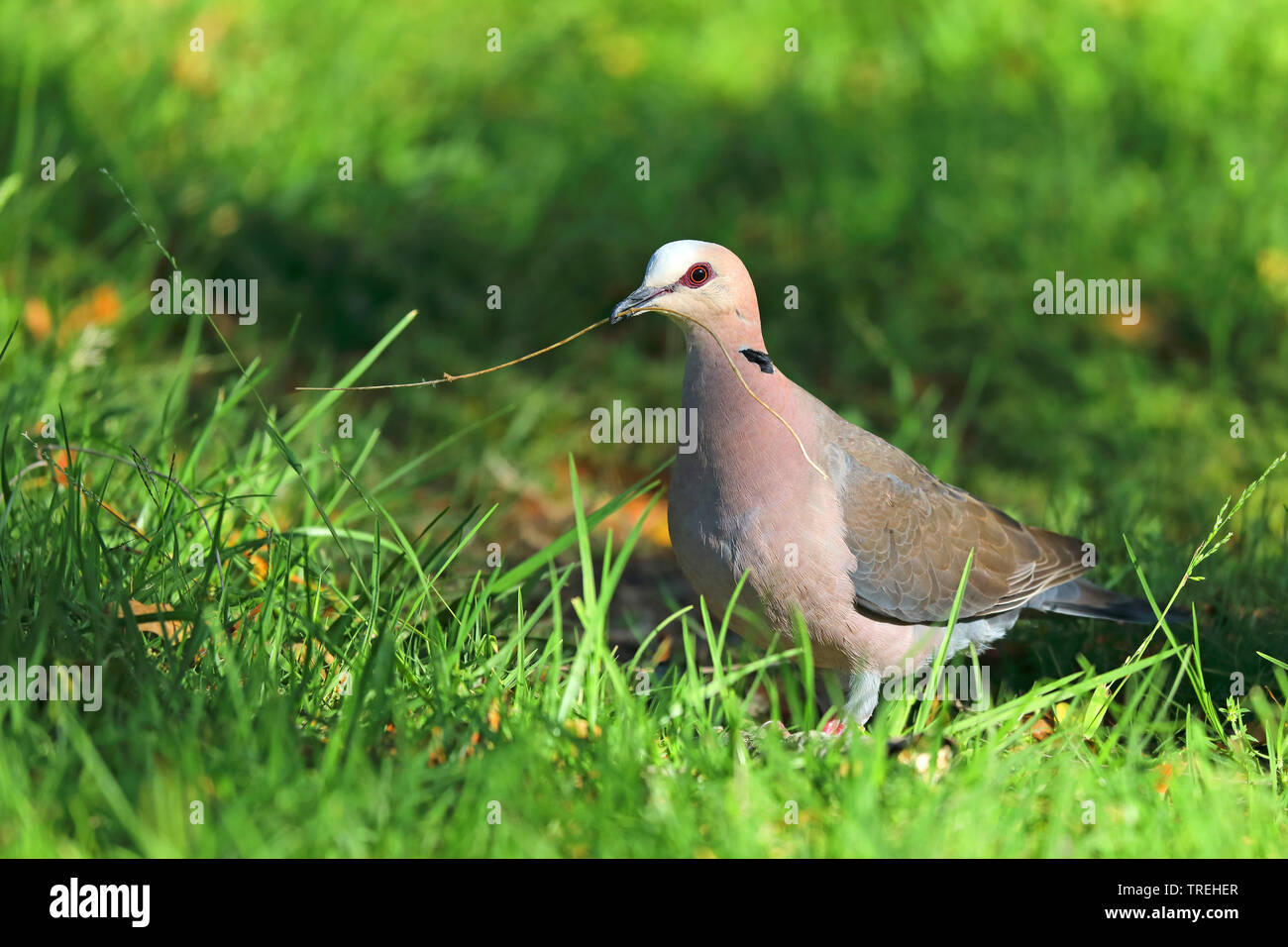 red-eyed dove (Streptopelia semitorquata), in a meadow, with grass in ...