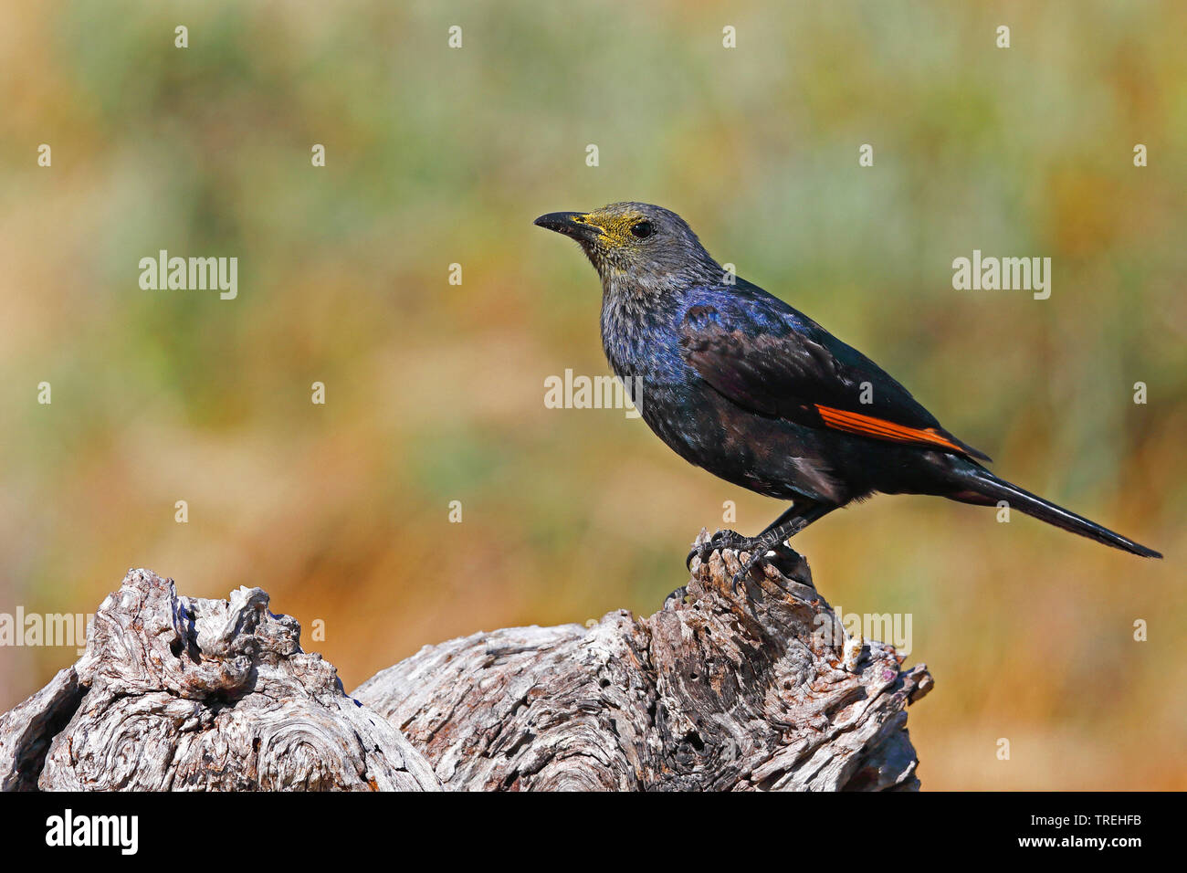 Female starling hi-res stock photography and images - Alamy