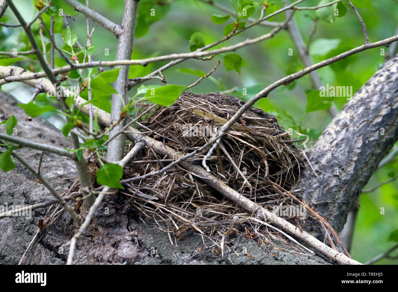 Songbird at nest hi-res stock photography and images - Alamy