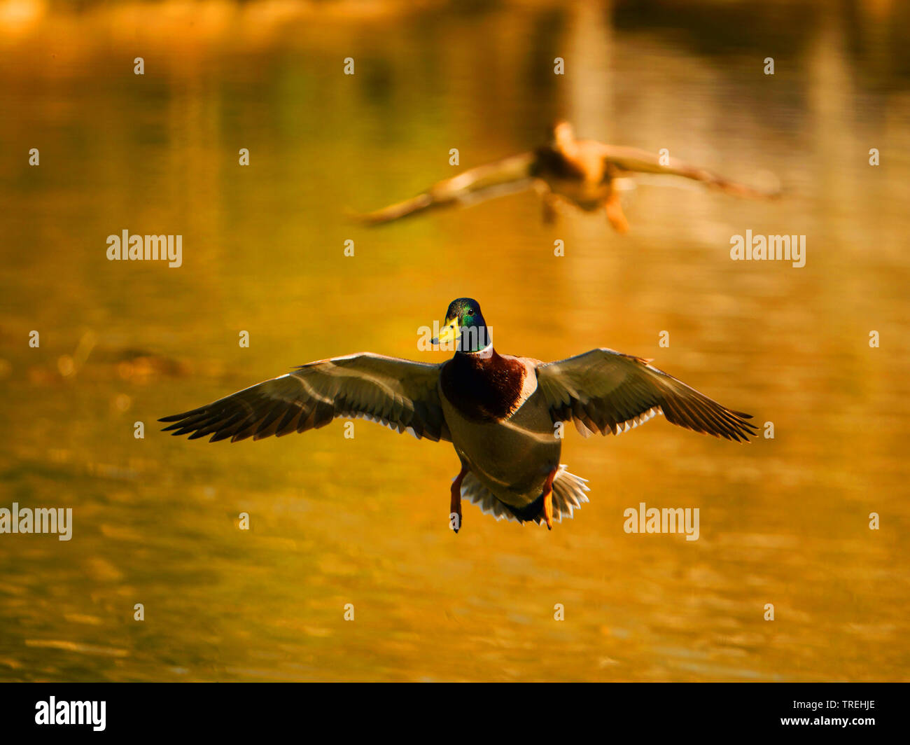 Drakes landing hi-res stock photography and images - Alamy