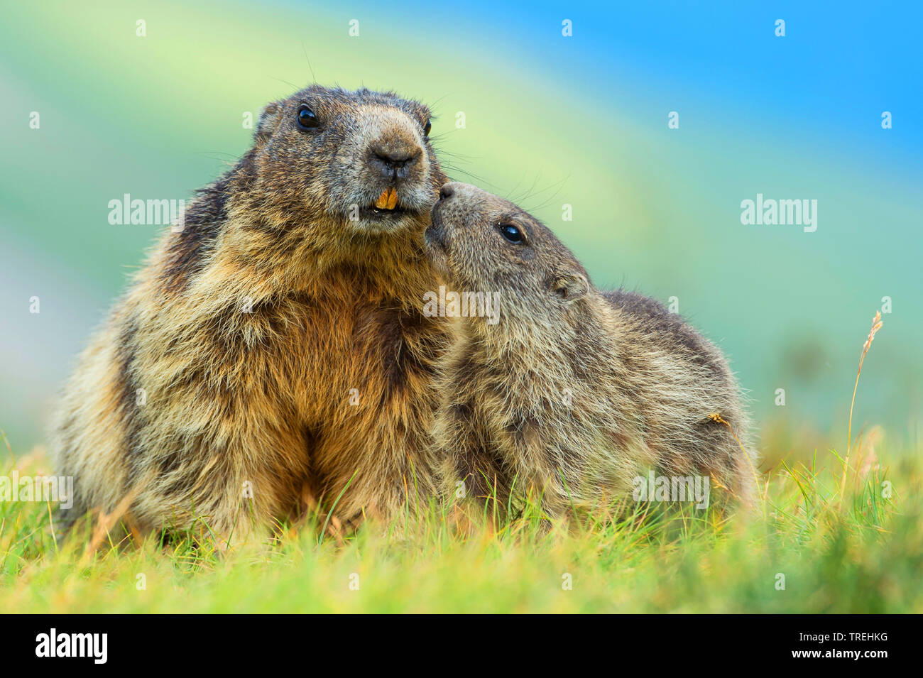 Mammals wildlife mother hi-res stock photography and images - Alamy