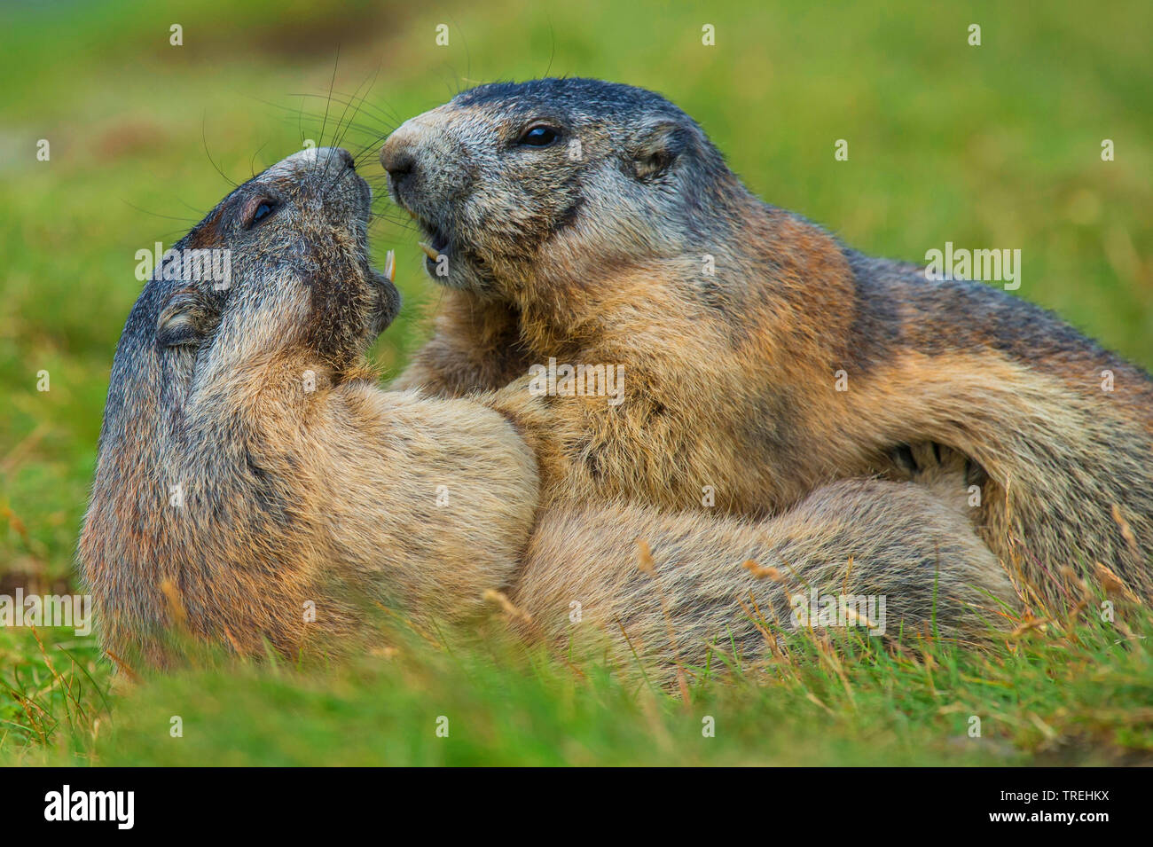 Angry marmot hi-res stock photography and images - Alamy