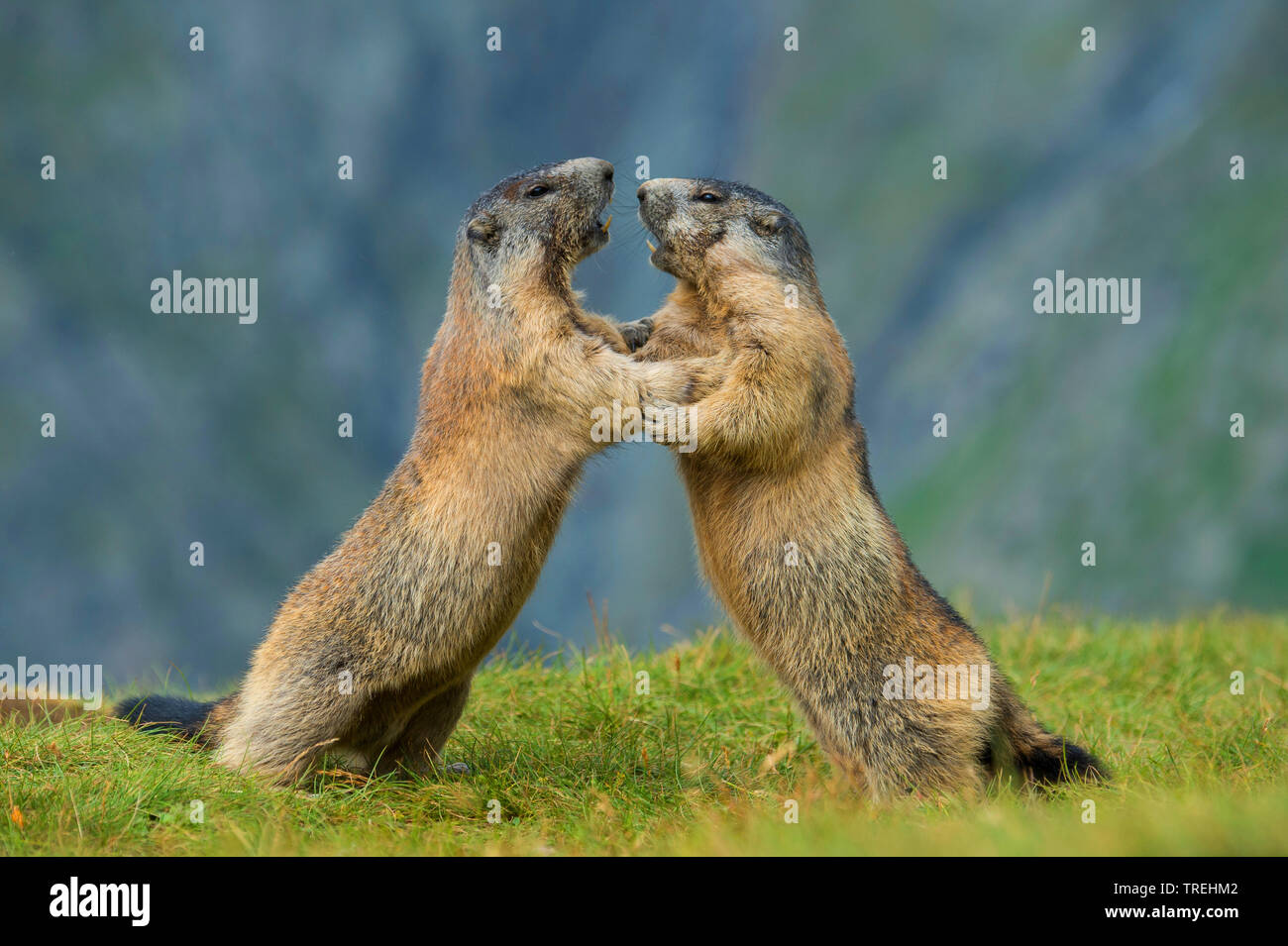 Angry marmot hi-res stock photography and images - Alamy