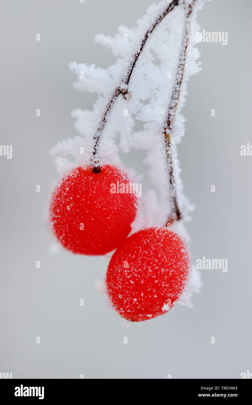 wayfaring-tree (Viburnum lantana), berries with hoar frost, Germany ...