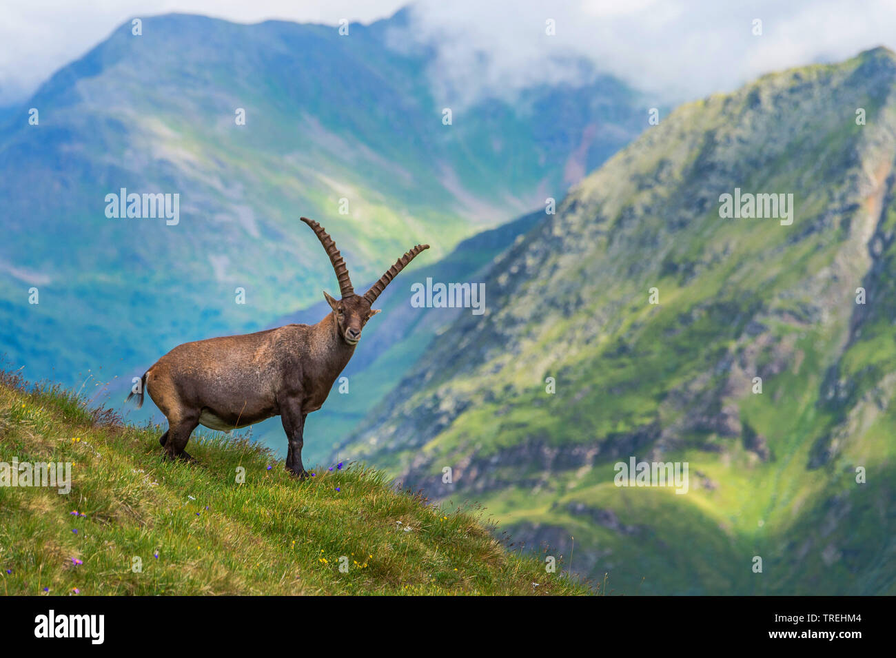 Animals in the alps hi-res stock photography and images - Alamy
