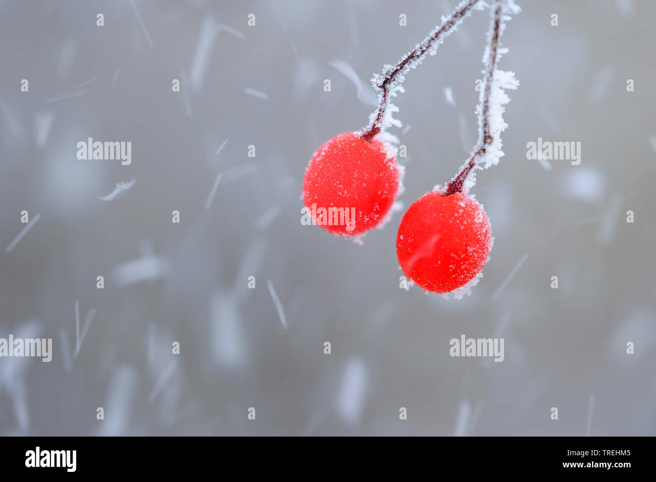 wayfaring-tree (Viburnum lantana), berries with hoar frost, Germany ...