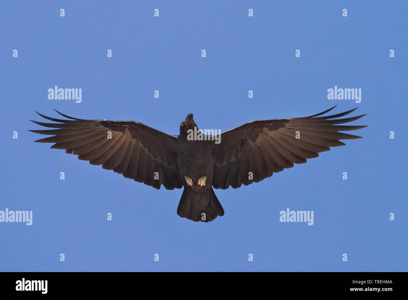 fan-tailed raven (Corvus rhipidurus), in flight, Oman Stock Photo - Alamy