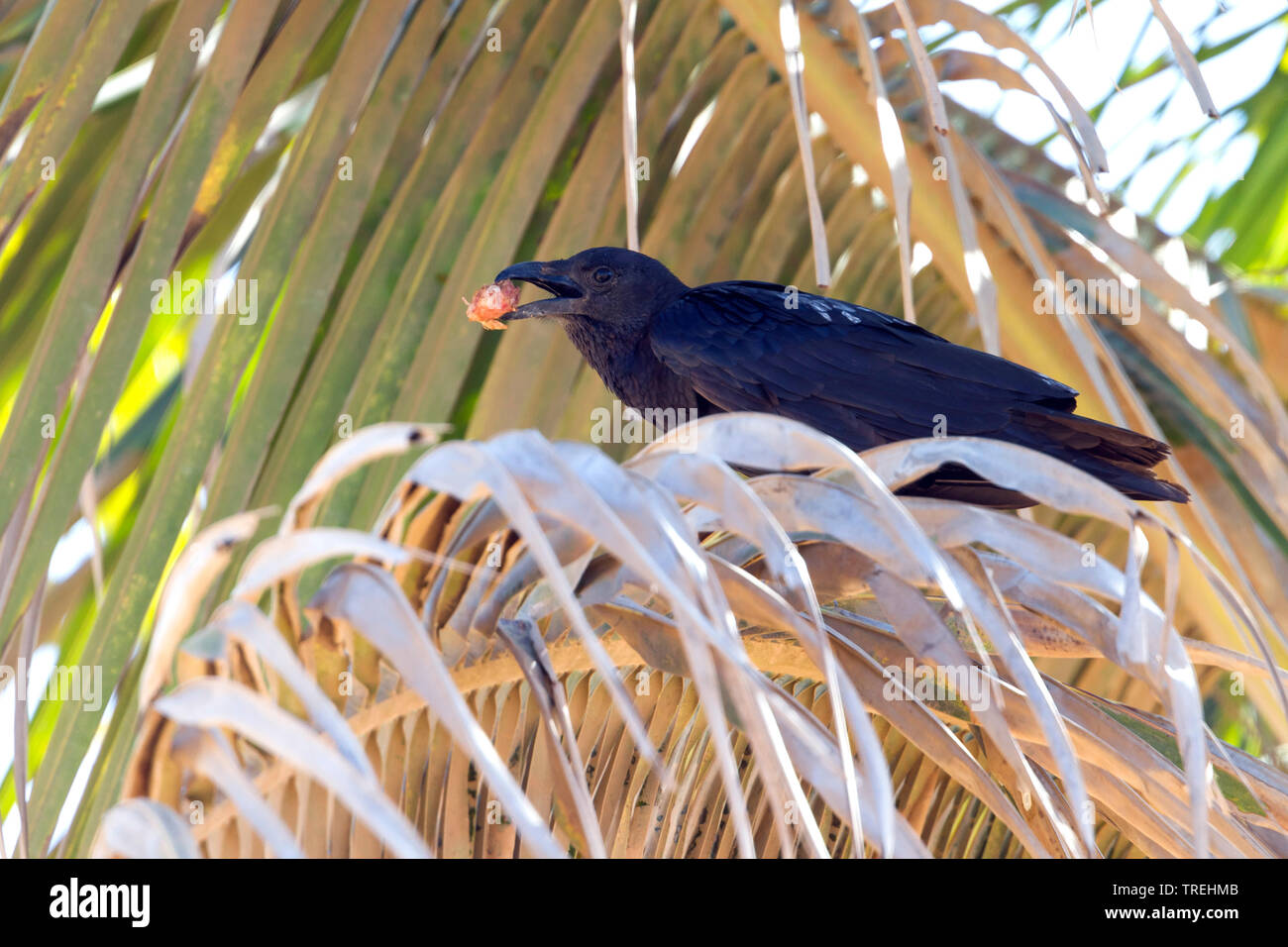 fan-tailed raven (Corvus rhipidurus), sitting on a palm, Oman Stock ...