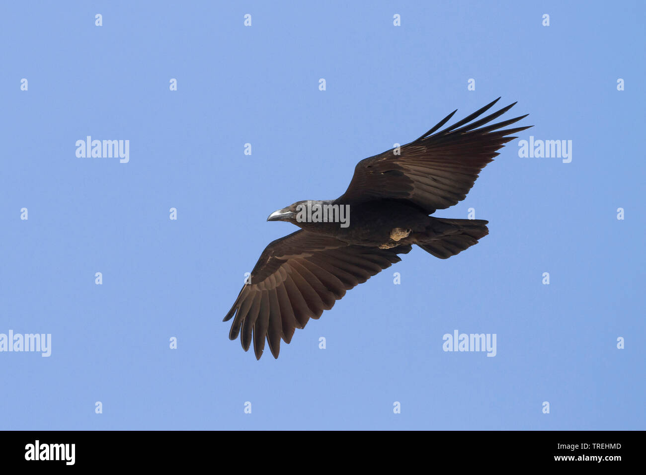fan-tailed raven (Corvus rhipidurus), in flight, Oman Stock Photo - Alamy