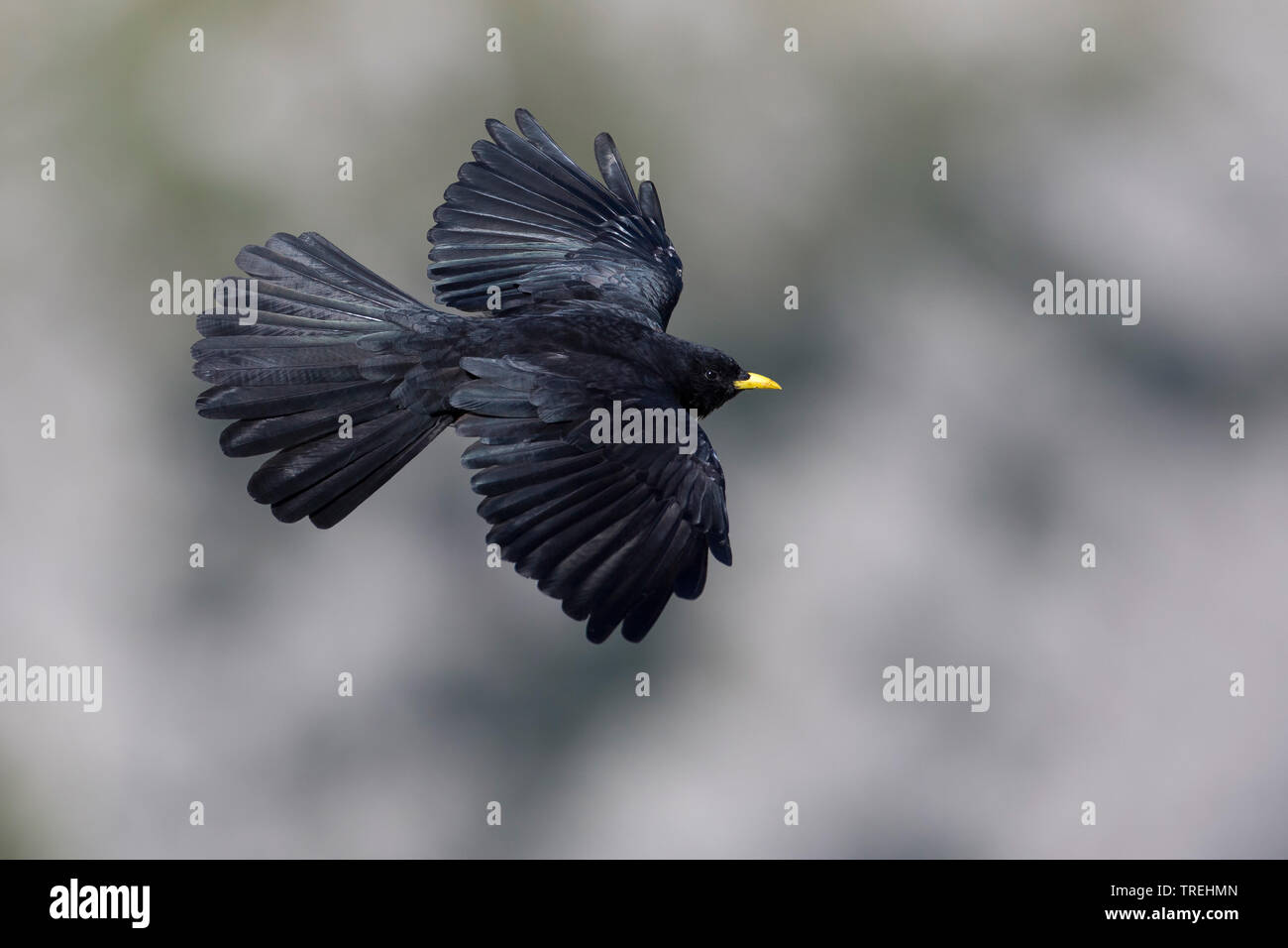 alpine chough (Pyrrhocorax graculus), in flight, Italy, Belluno Stock ...