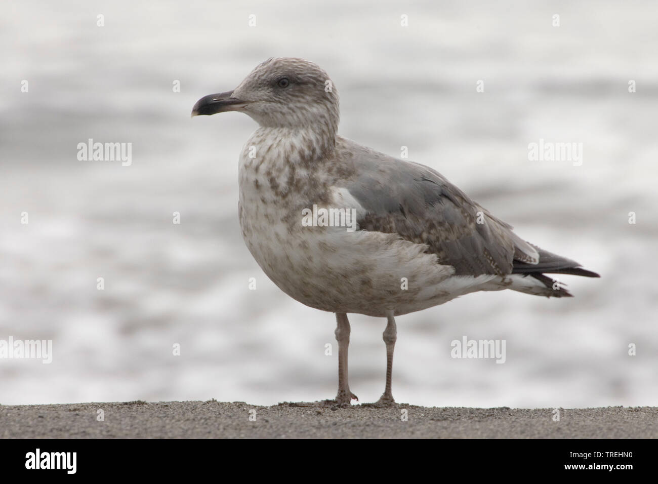 Atlantic Yellow-legged Gull (Larus michahellis atlantis), juvenile ...
