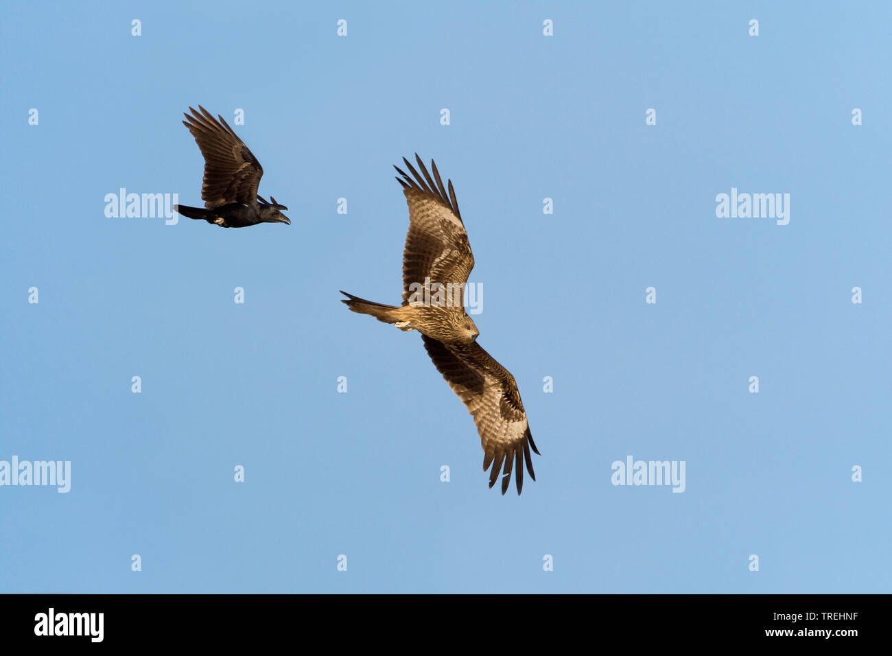 Black kite, Yellow-billed kite (Milvus migrans), and crow in flight ...