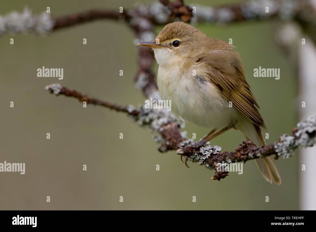 Blyth's reed warbler (Acrocephalus dumetorum), on a branch, Finland ...