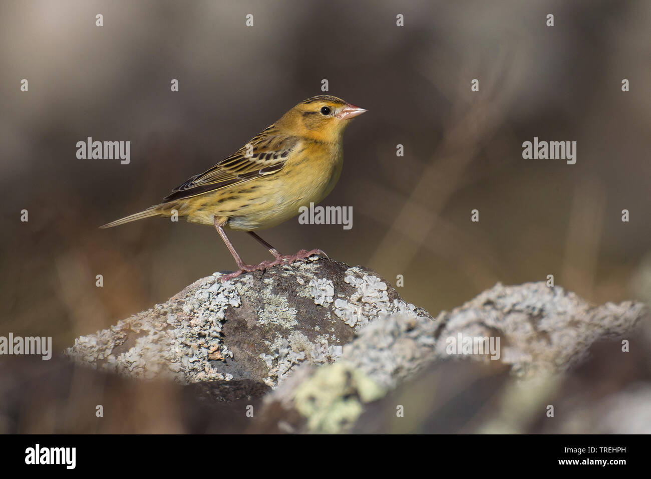 Birds of azores hi-res stock photography and images - Alamy