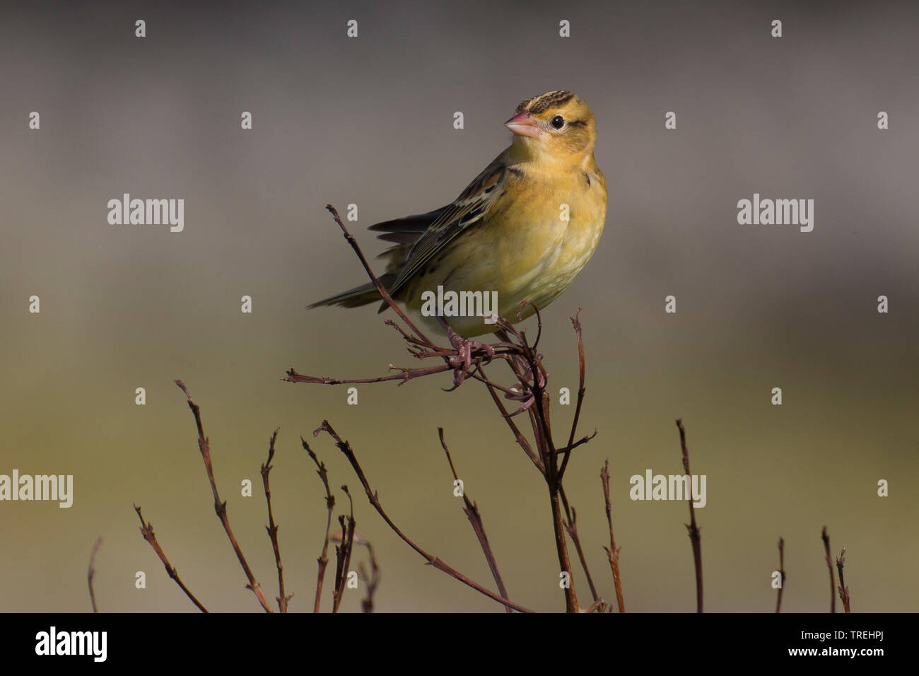 Birds of azores hi-res stock photography and images - Alamy