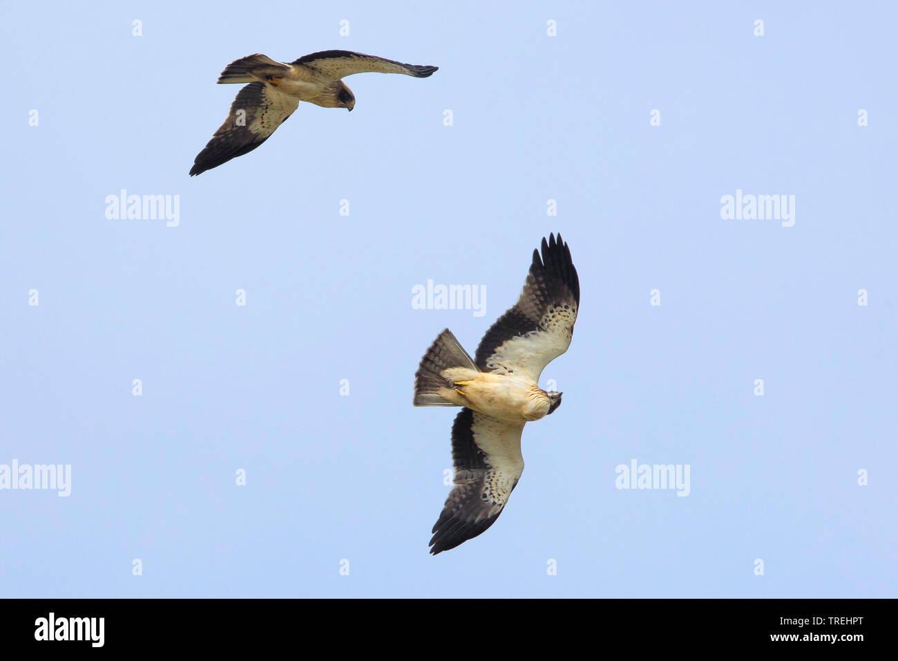 booted eagle (Hieraaetus pennatus; Aquila pennata), two booted eagles ...