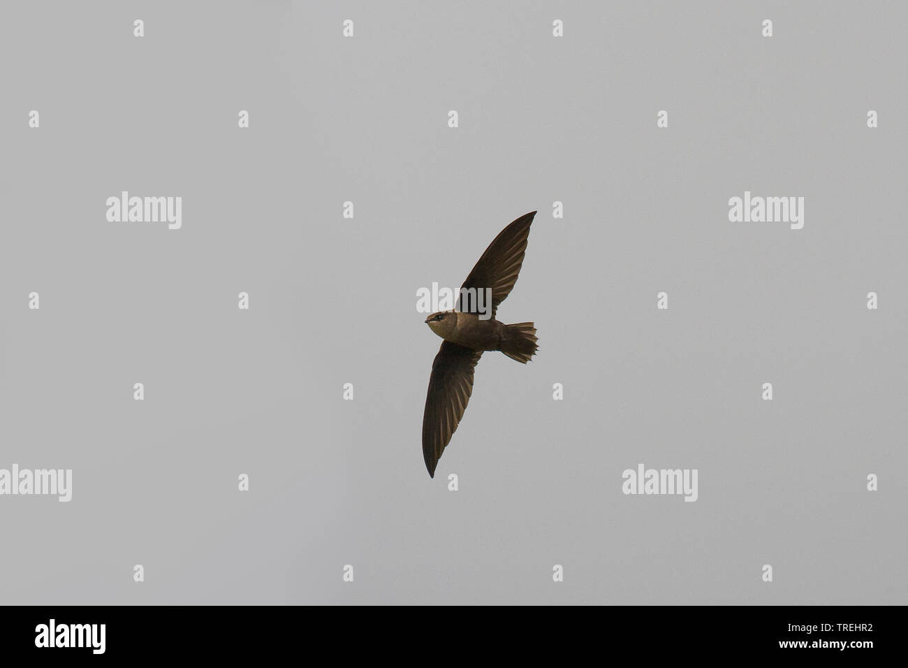 Chimney swift (Chaetura pelagica), in flight, Azores, Corvo; Azores ...