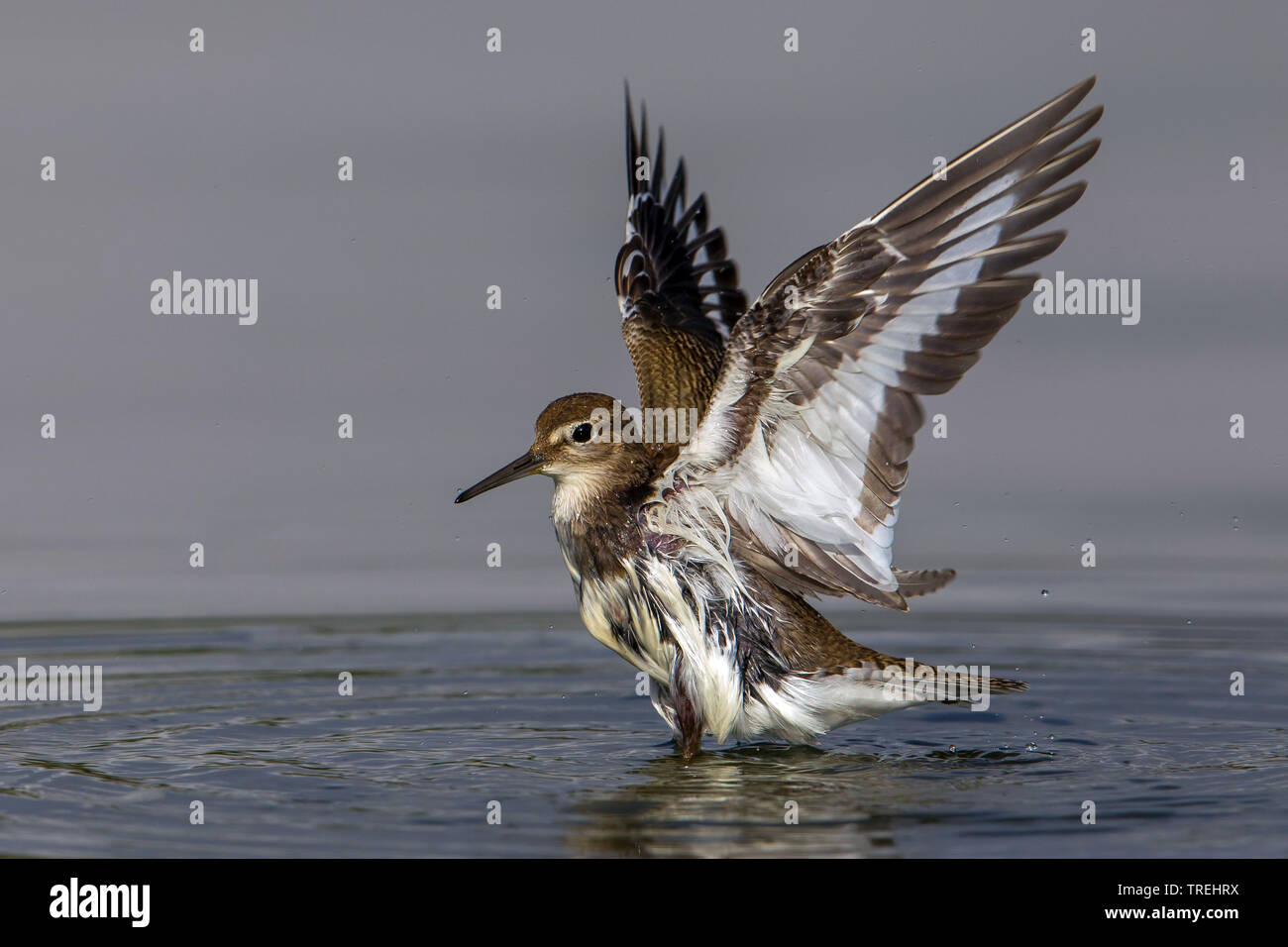 common sandpiper (Tringa hypoleucos, Actitis hypoleucos), flapping ...