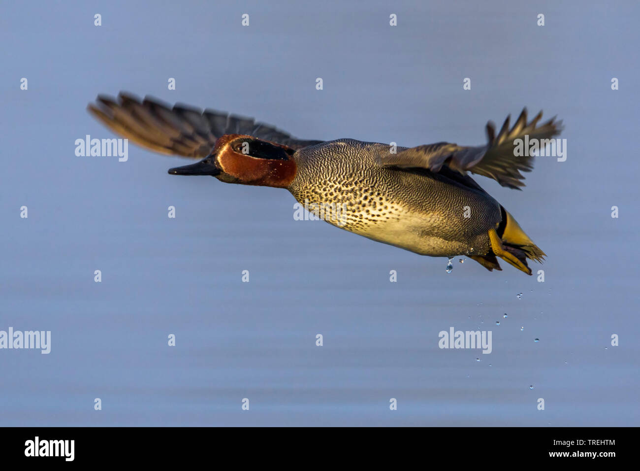 Teal in flight hi-res stock photography and images - Alamy