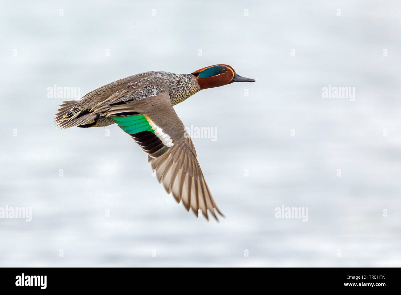 Teal anas crecca flying flight duck hi-res stock photography and images - Alamy