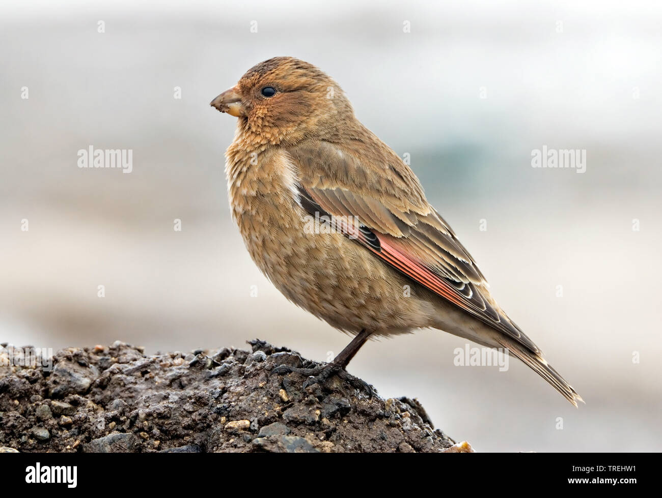 African crimson winged finch hi-res stock photography and images - Alamy
