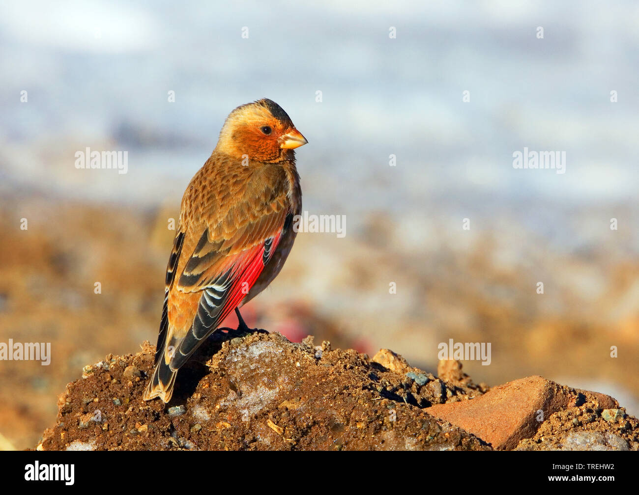African crimson-winged finch (Rhodopechys alienus), male, Morocco ...