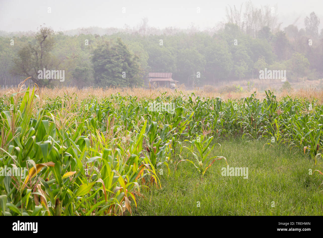 Sweet corn in the garden Stock Photo - Alamy