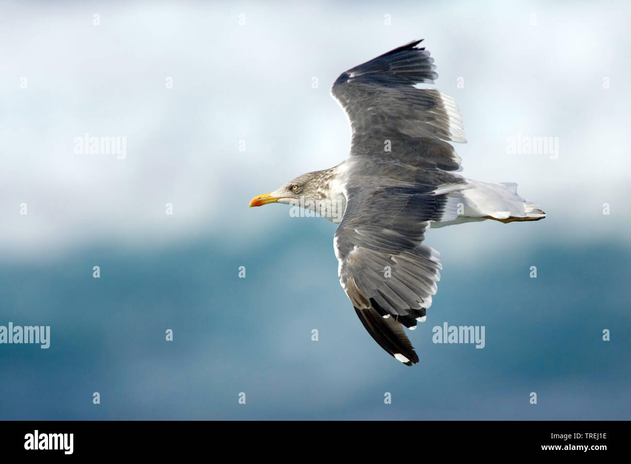 Birds in the azores hi-res stock photography and images - Alamy