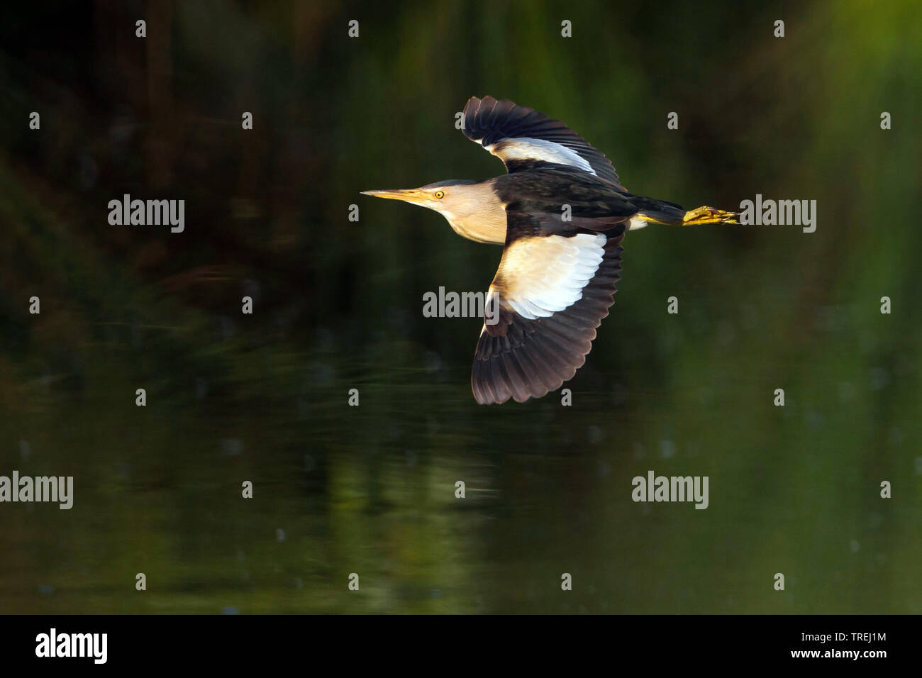 Little bittern (Ixobrychus minutus), in flight, Italy Stock Photo - Alamy