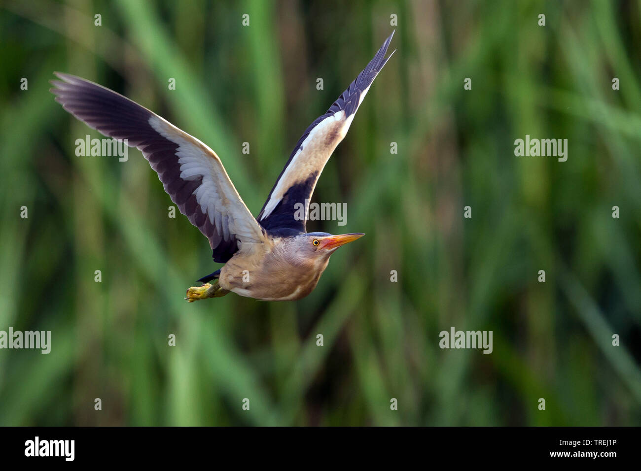 Little bittern (Ixobrychus minutus), in flight, Italy Stock Photo - Alamy
