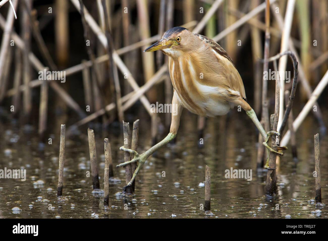 Spread legs hi-res stock photography and images - Alamy