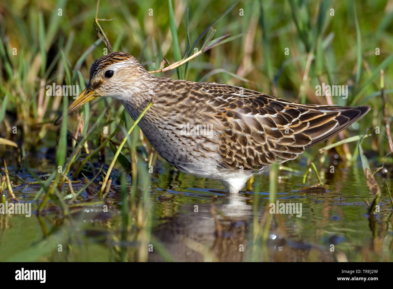 pectoral sandpiper (Calidris melanotos), stands in shallow water ...