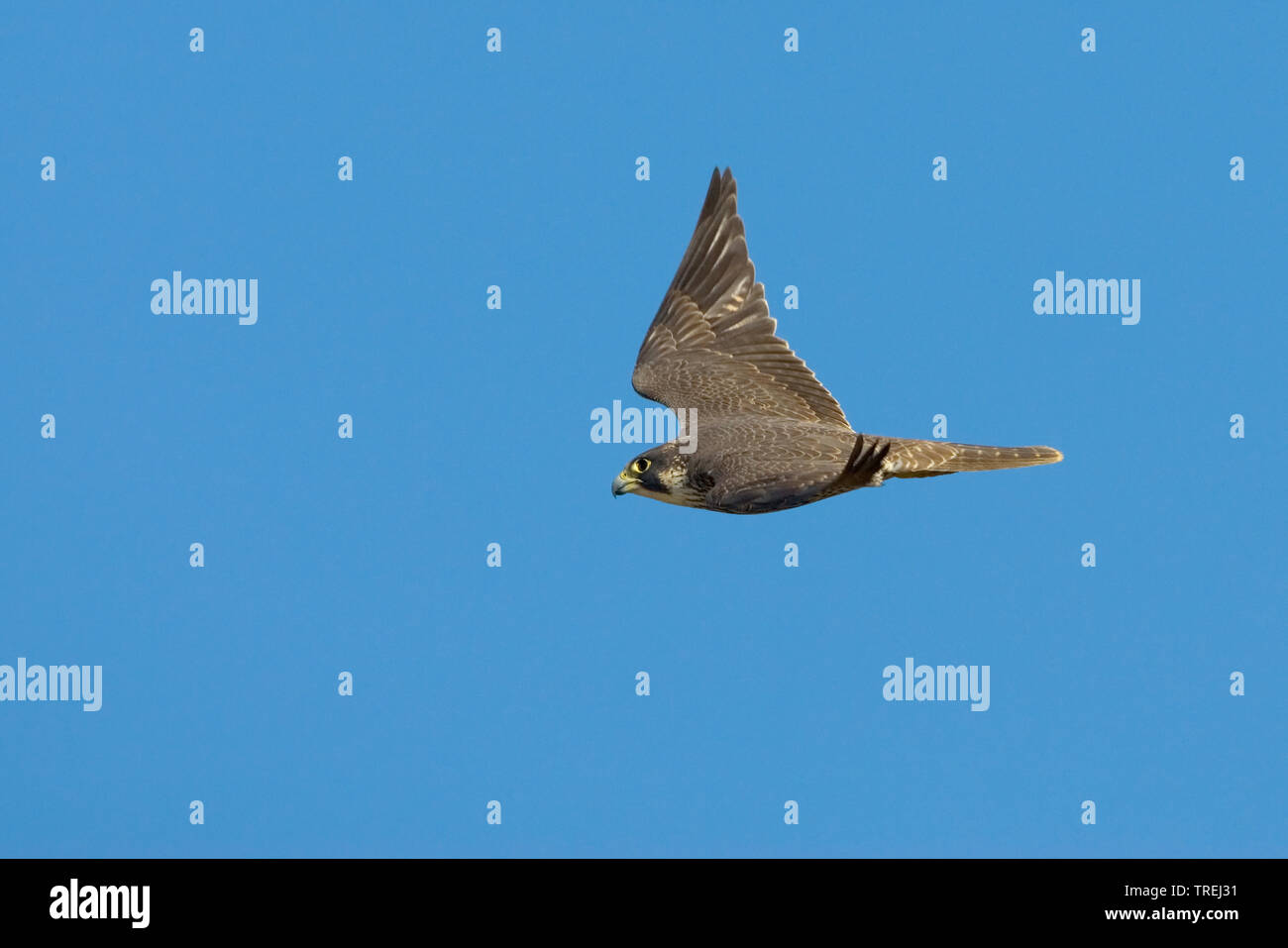 Peregrine falcon in flight hi-res stock photography and images - Alamy