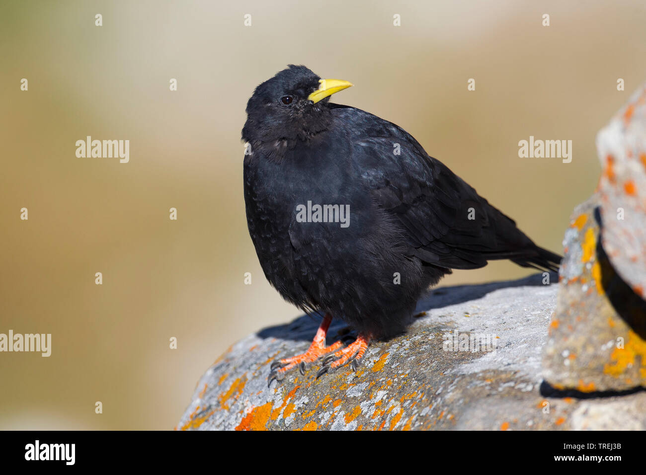 alpine chough (Pyrrhocorax graculus), on a rock, Italy, Belluno Stock ...