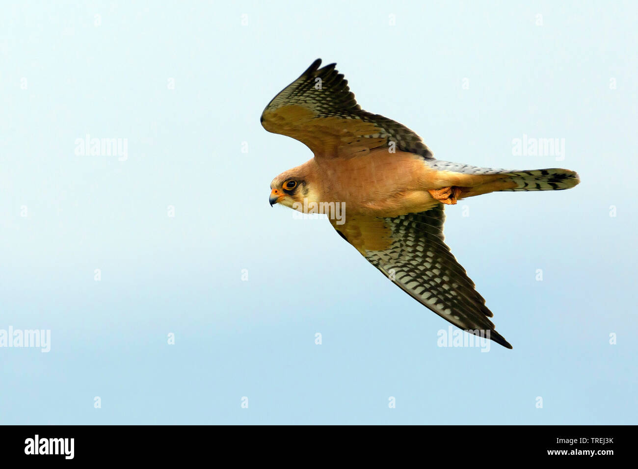 western red-footed falcon (Falco vespertinus), in flight, Italy ...