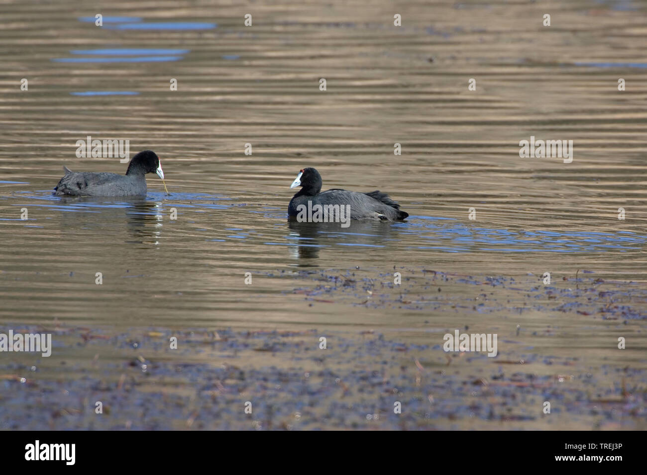Red-knobbed coot (Fulica cristata), two swimming Red-knobbed coots ...