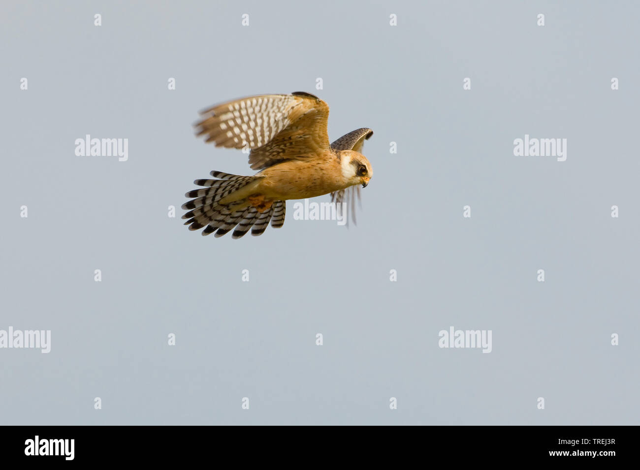 western red-footed falcon (Falco vespertinus), in flight, Italy Stock ...