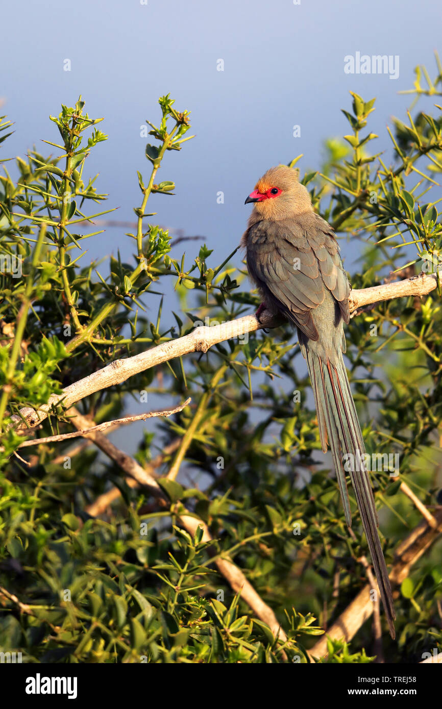 Red-faced mousebird (Urocolius indicus), sits on a branch, South Africa ...
