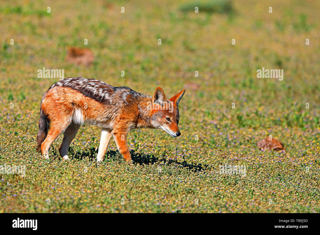 black-backed jackal (Canis mesomelas), on the feed in grassland, South ...