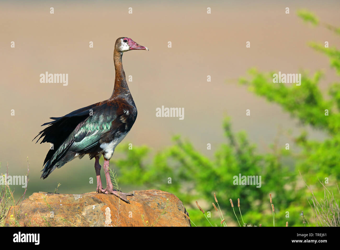 spur-winged goose (Plectropterus gambensis), standing on a rock, South ...