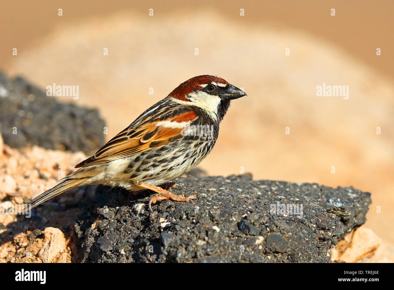 Spanish sparrow (Passer hispaniolensis), male on a stone, Canary ...