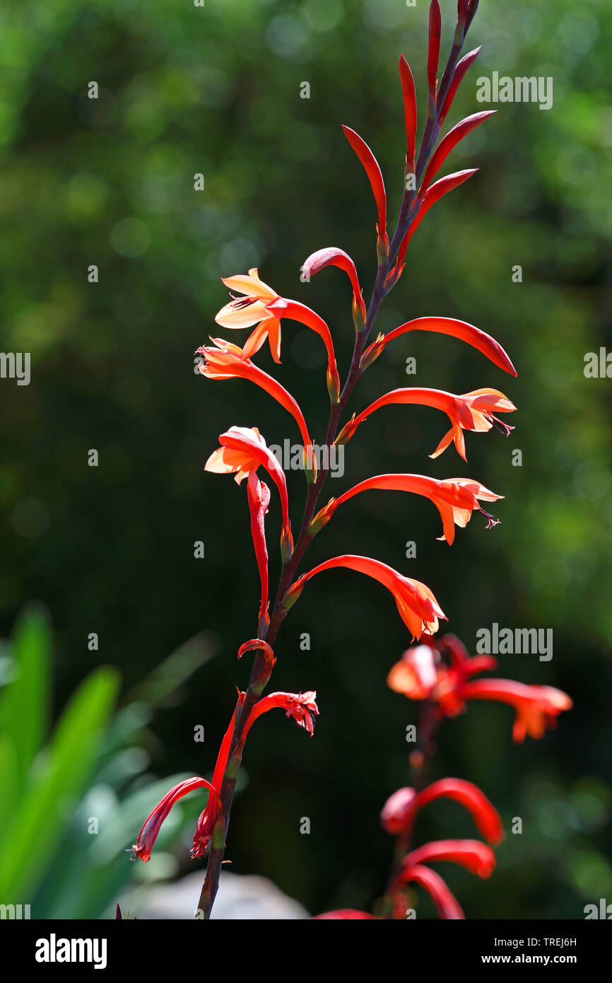 Watsonia flower hi-res stock photography and images - Alamy